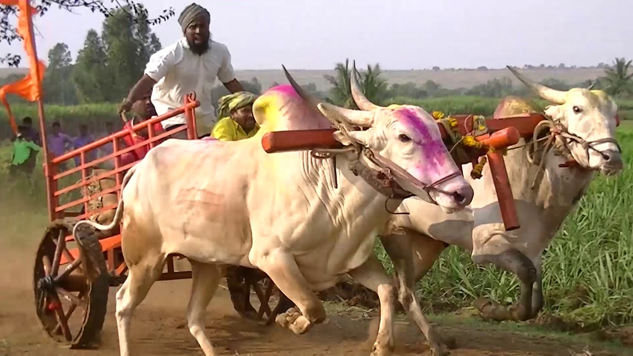 Khillari bulls of Ravikumar Kundaragi pulling bullock cart 1571 feet ...