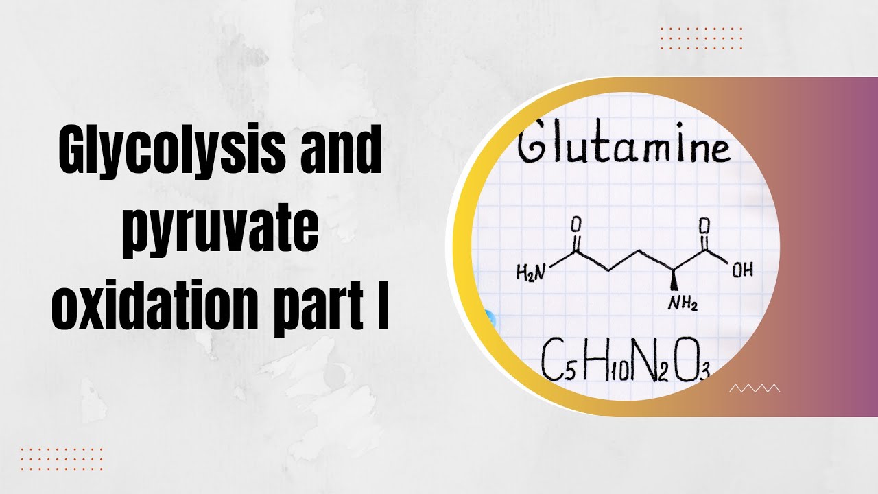 Glycolysis and pyruvate oxidation part I - YouTube