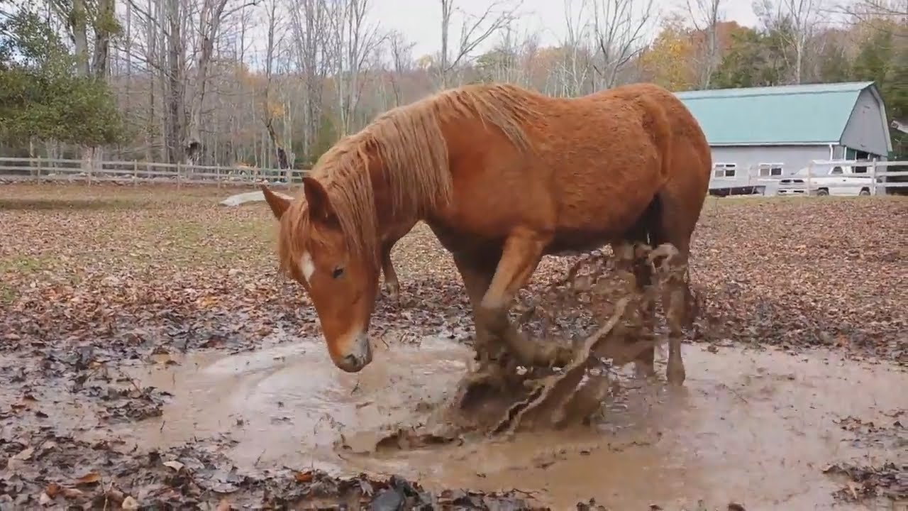 Mustang Monday BLM Young Horse Playing Pawing Splash in Mud Puddle ...