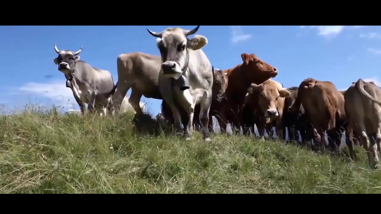 Con bò - lk nhac thiếu nhi - con bò hay cho bé - video vui nhộn cho bé ...