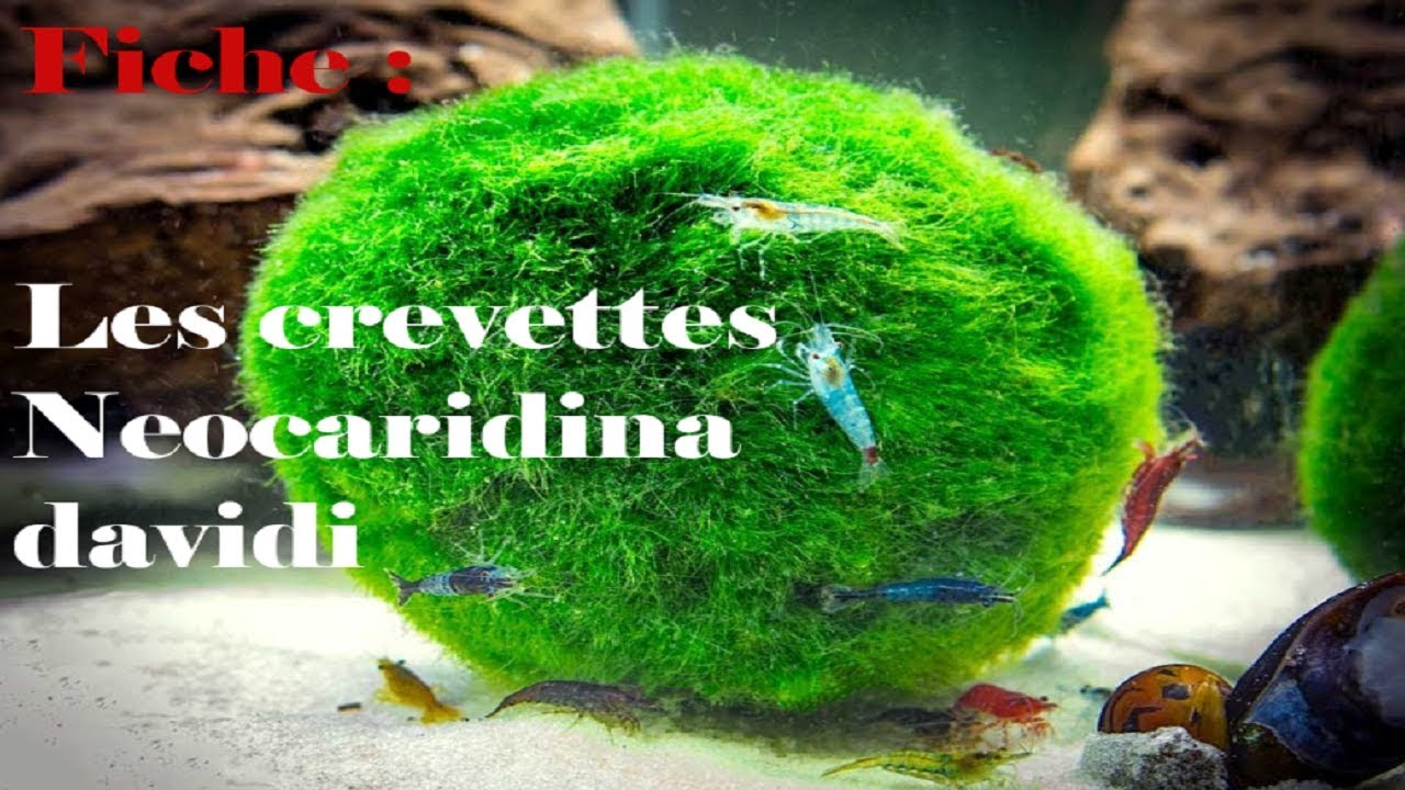 Les crevettes Neocaridina Davidi [AQUA'FICHE] - YouTube