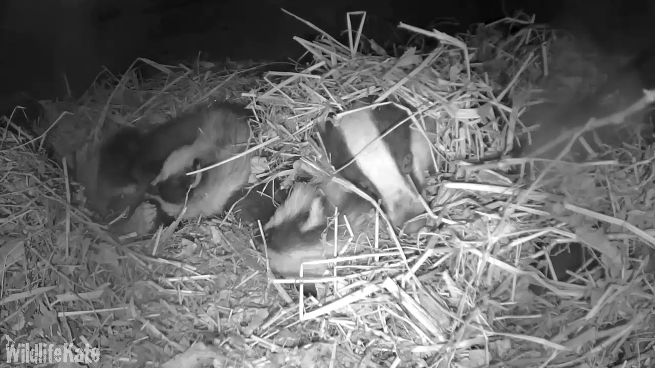 Badgers sleeping 3individuals 25th April - YouTube