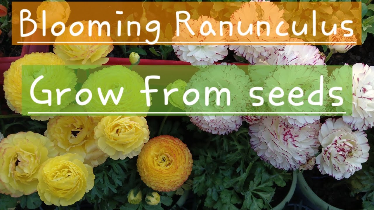 Ranunculus plant season in india | world's prettiest flower | grow from ...