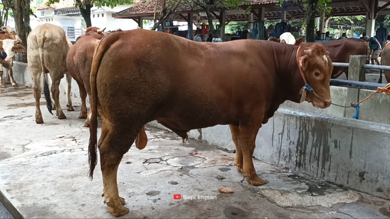 Satu Baris Di Ampalan Sapi Sapi Bakalan Idola Juragan Datang !! - YouTube