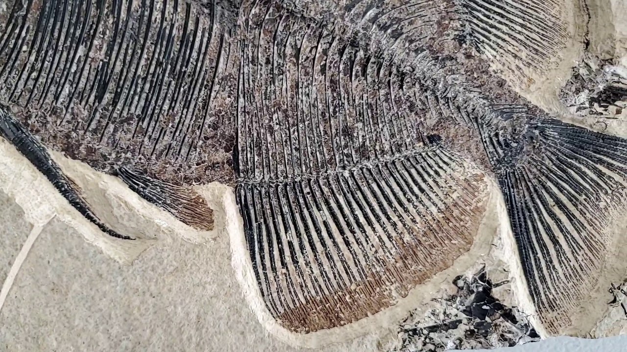 Green River Formation Fossil Fish Phareodus testis with floated Gar ...