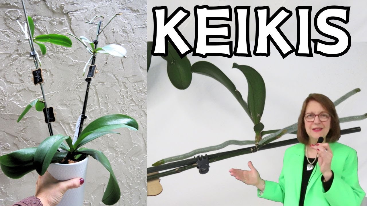 12 CASOS de KEIKIS de orquideas RESUELTOS #477 - YouTube