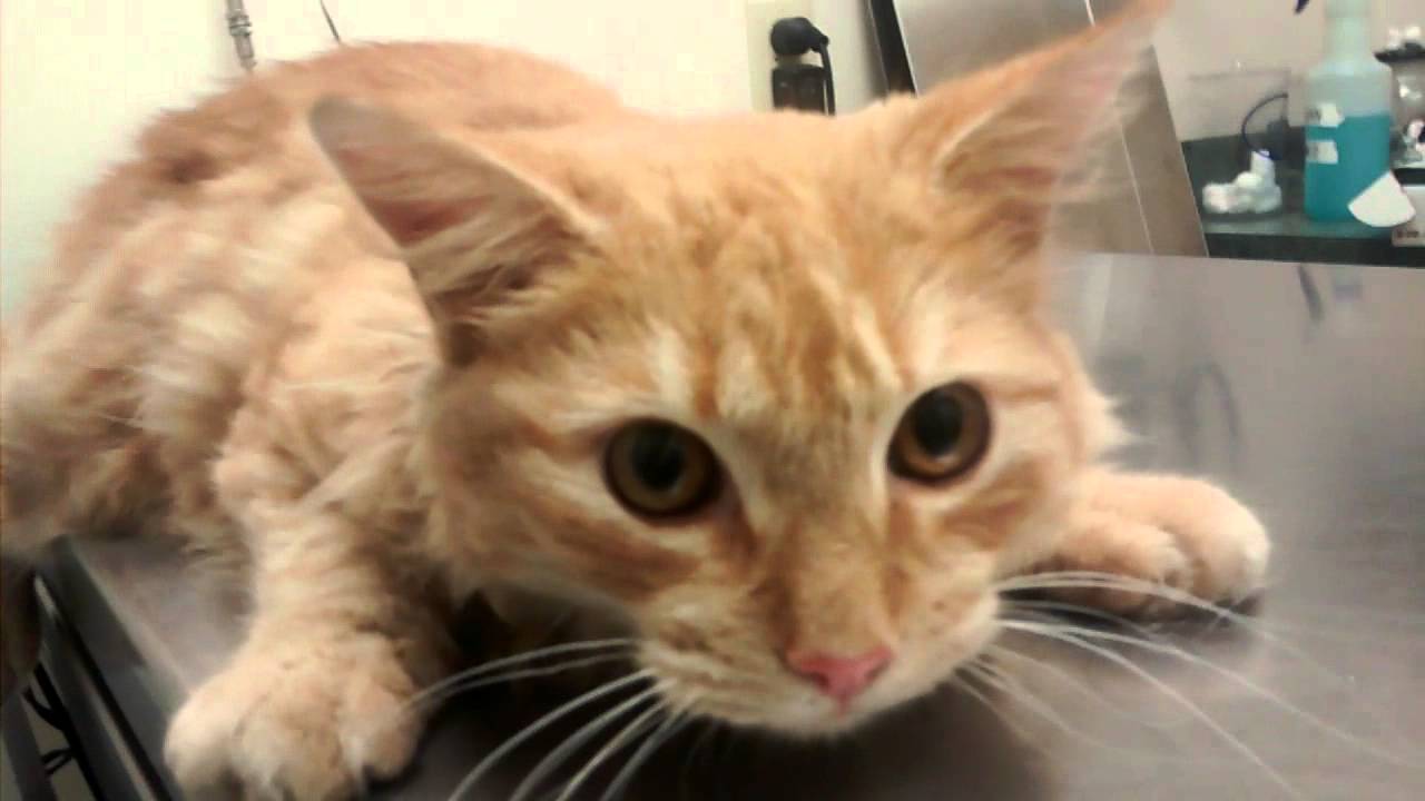 FeLeuk Feral Cat - YouTube