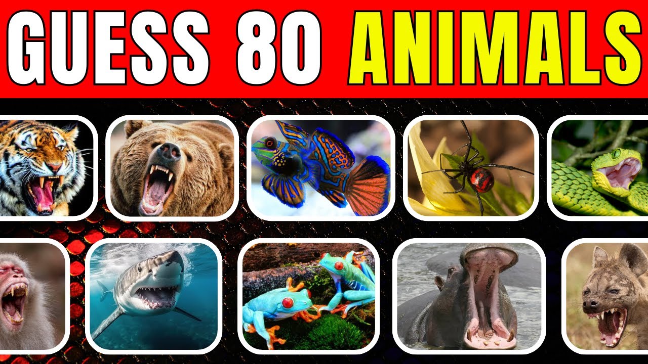 Guess 80 Dangerous Animals in 5 seconds 🐯🐍🦅 EASY to IMPOSSIBLE - YouTube