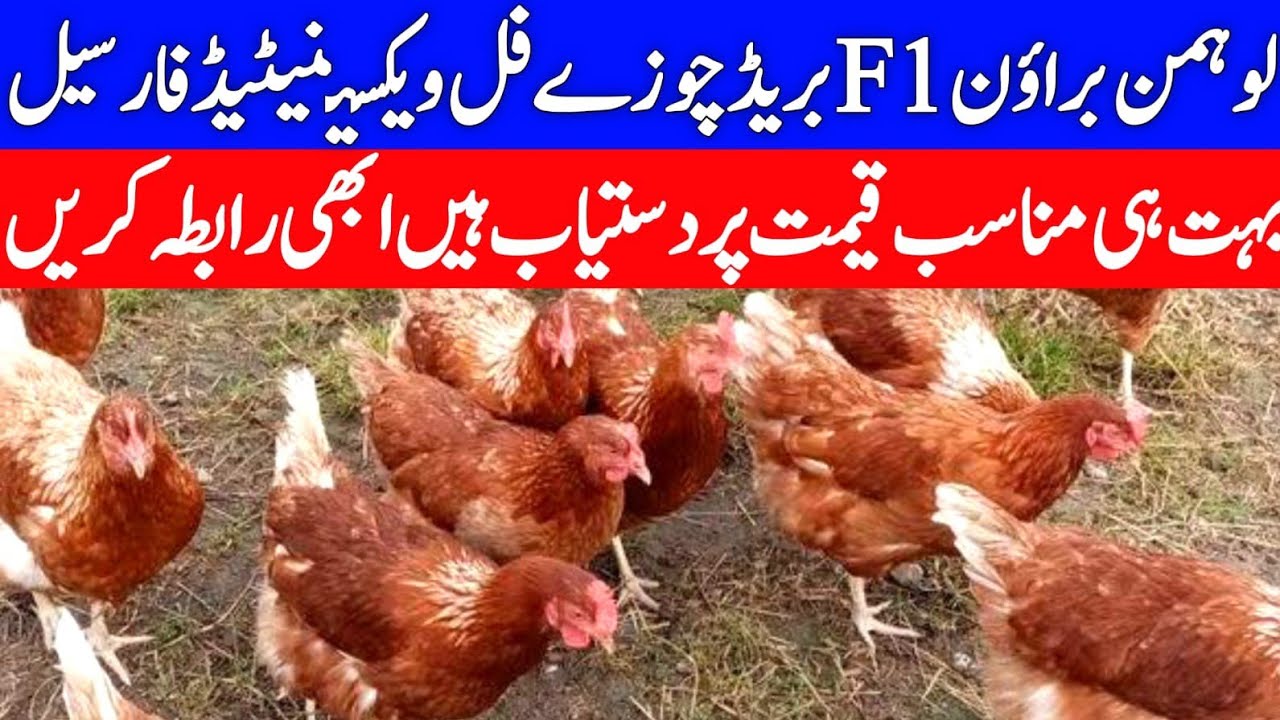 Lohman Brown chicken for sale Lohman Brown Hol sal rate per - YouTube