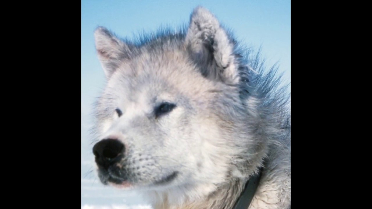 Dog Days on Ice in Antarctica - YouTube