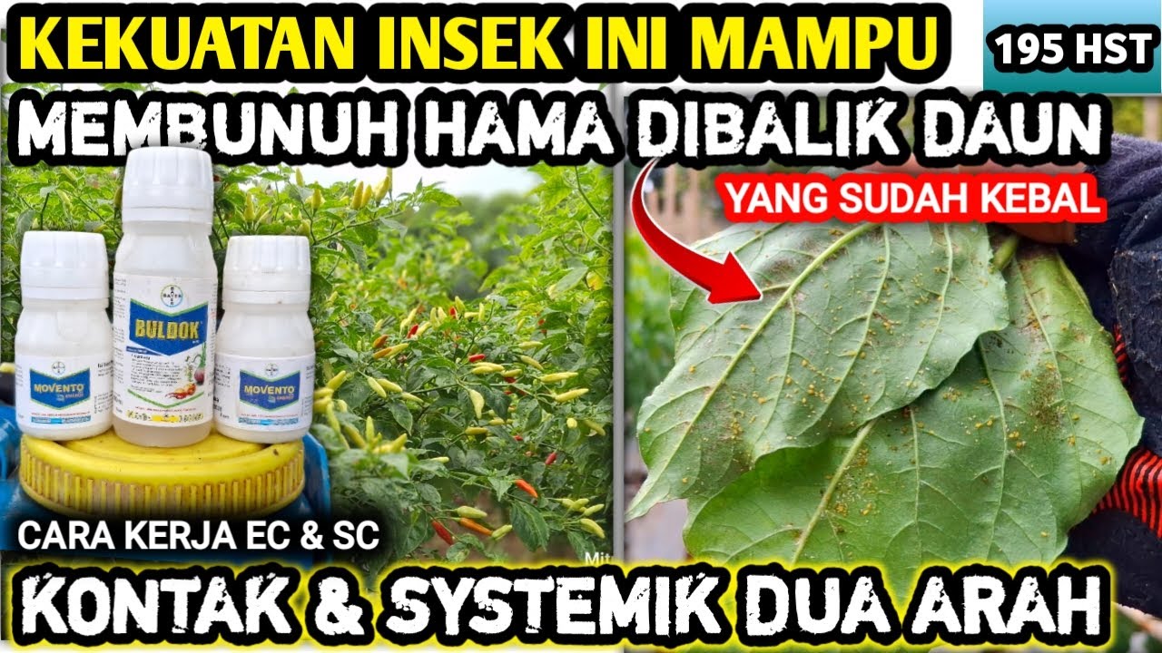 🔴 INSEK INI MAMPU MEMBUNUH HAMA YANG SUDAH KEBAL HINGGA DIBALIK DAUN # ...