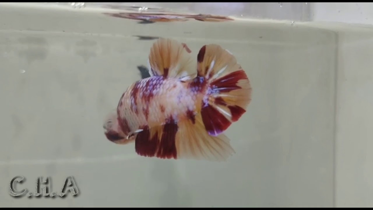 Viral Ikan Cupang Beta - YouTube