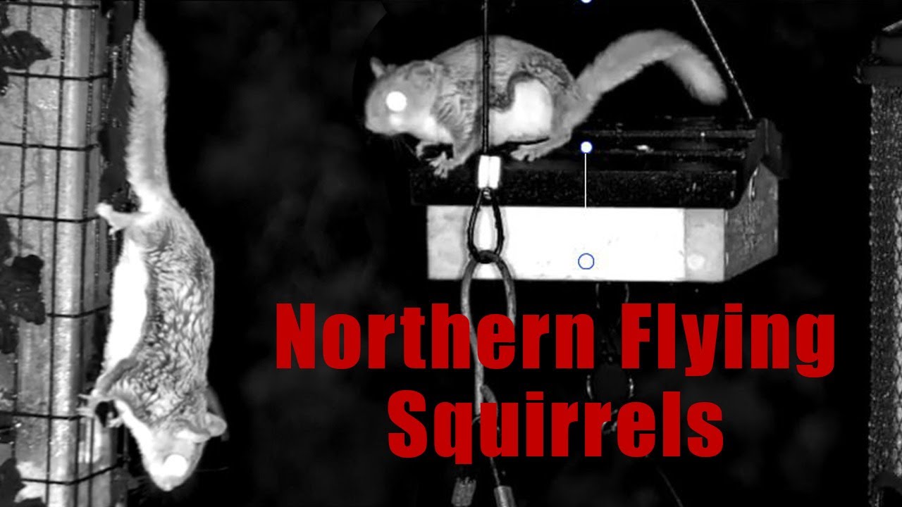 Adorable Flying Squirrels Munchin' on the Bird Feeder on a Warm Summer ...