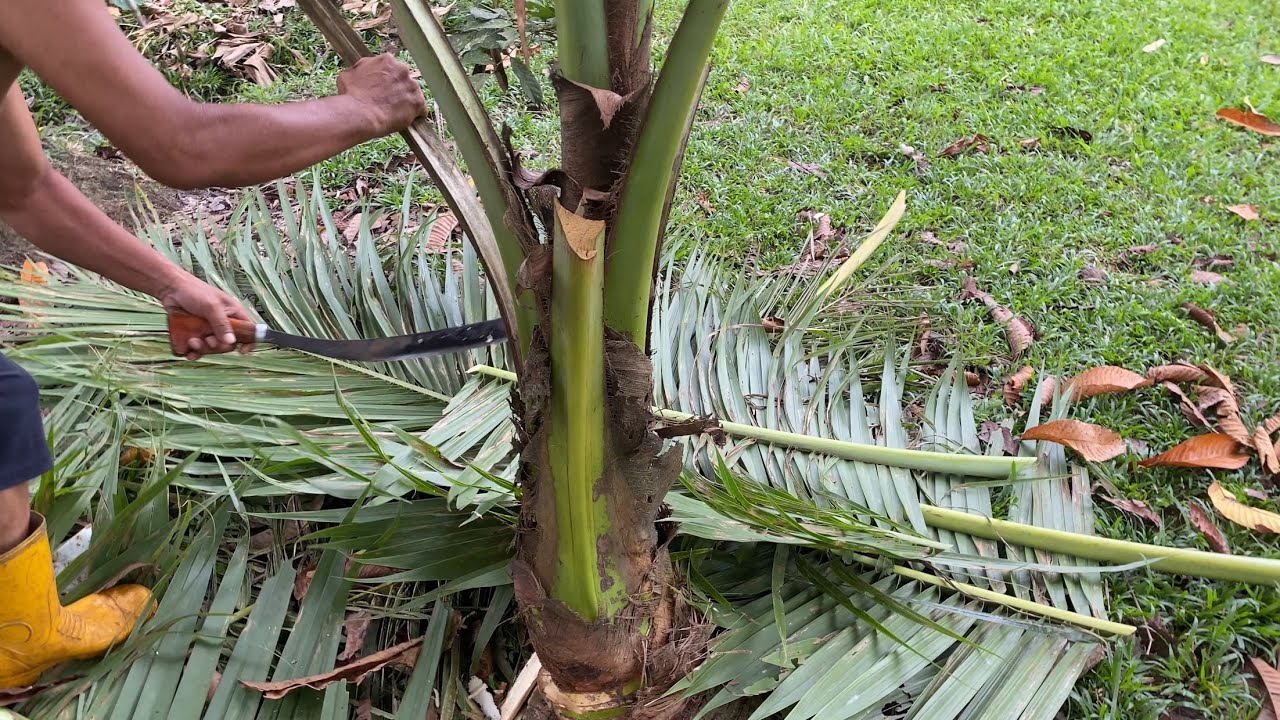 Cara Untuk Mendapatkan “Umbut Kelapa” Dan Boleh Di Makan - YouTube