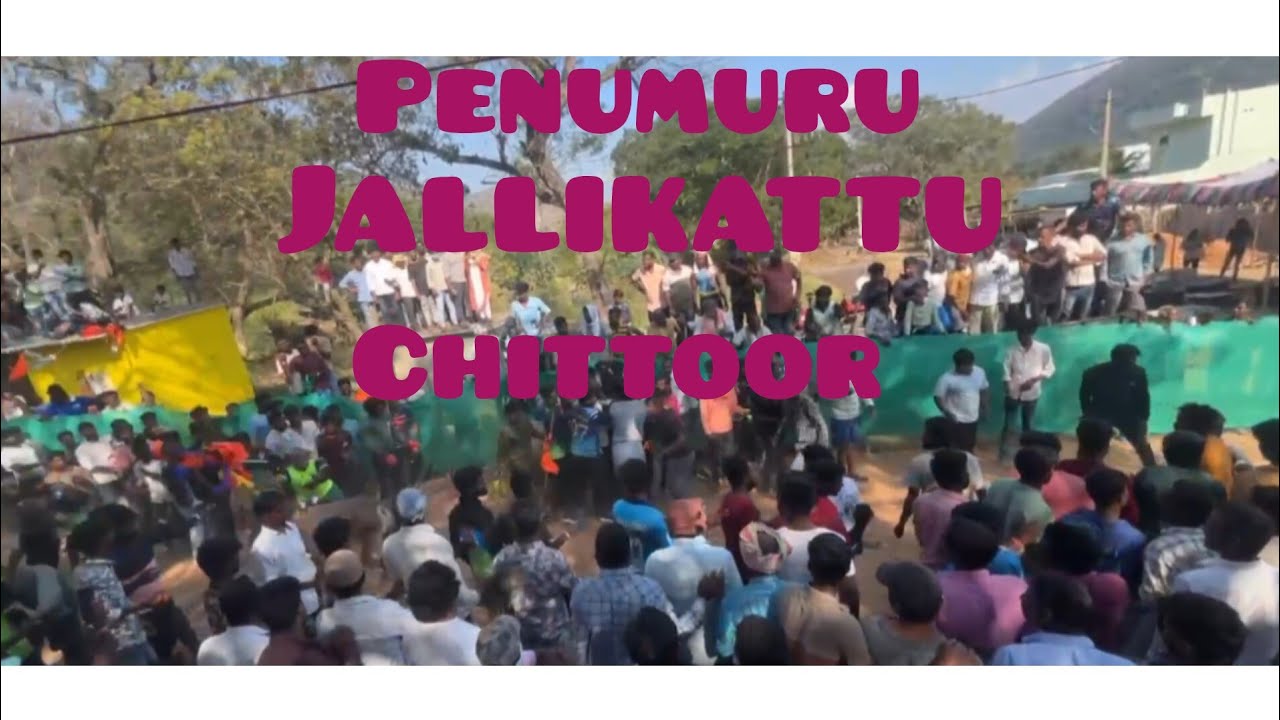 పెనుమురులో జరిగిన జల్లికట్టు||chittoor#penumuru||jallikattu - YouTube