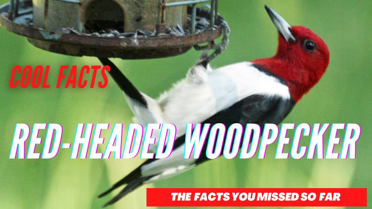 Red-headed Woodpecker facts 🦜 breeding habitat open country across ...