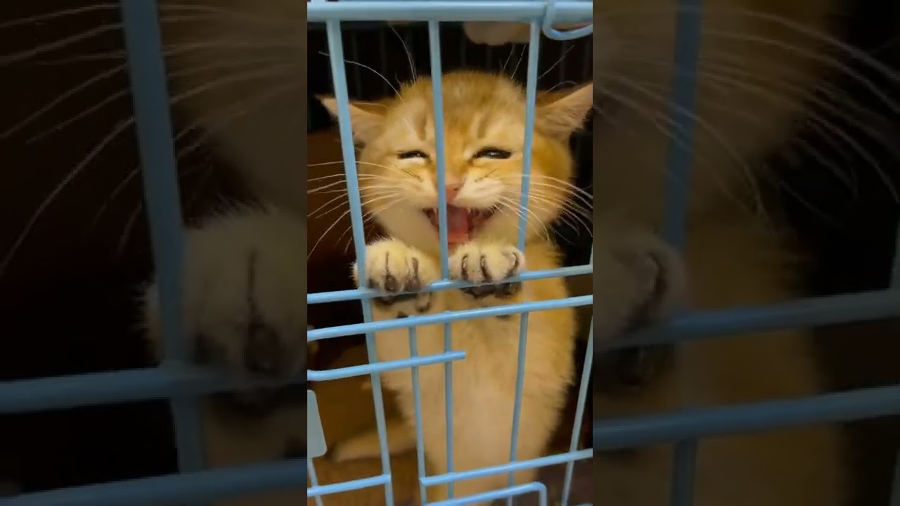 let me out - YouTube