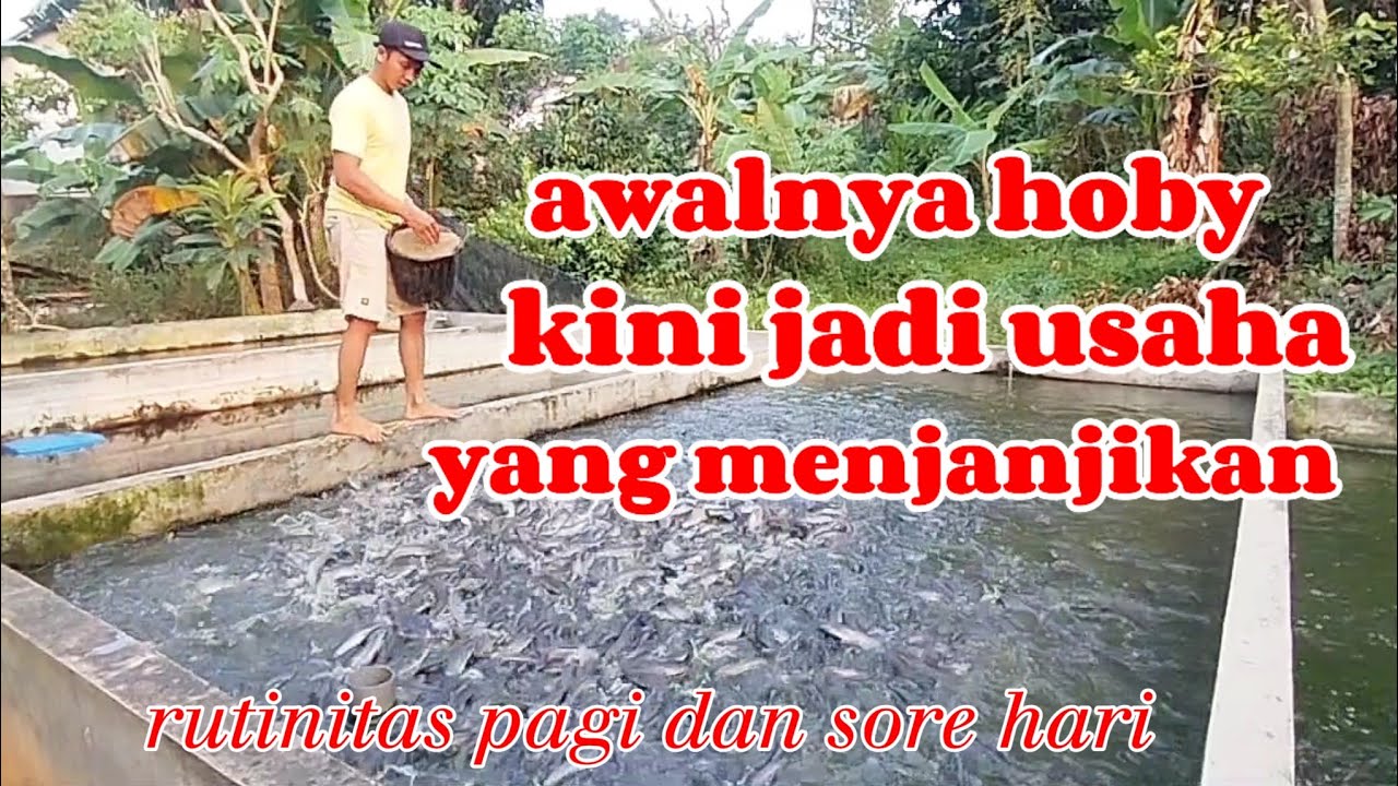 BUDIDAYA IKAN LELE USAHA SAMPINGAN YANG MENJANJIKAN - YouTube