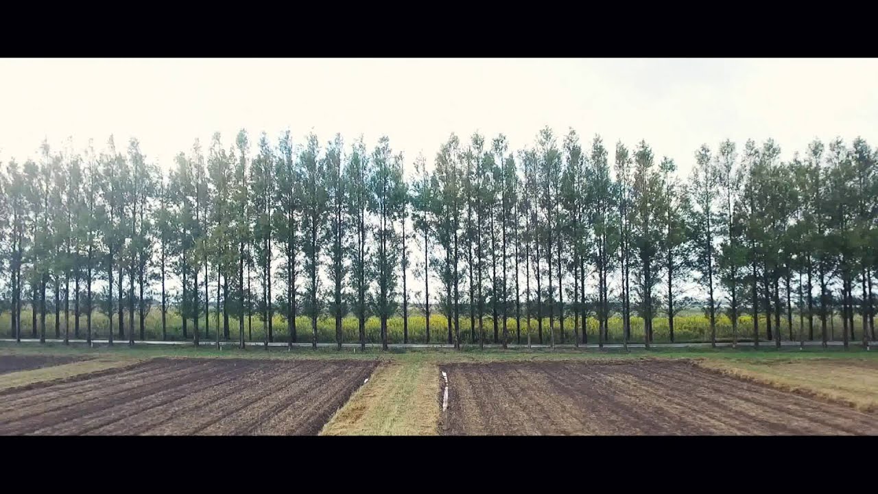 Intersecting Lines In Nature