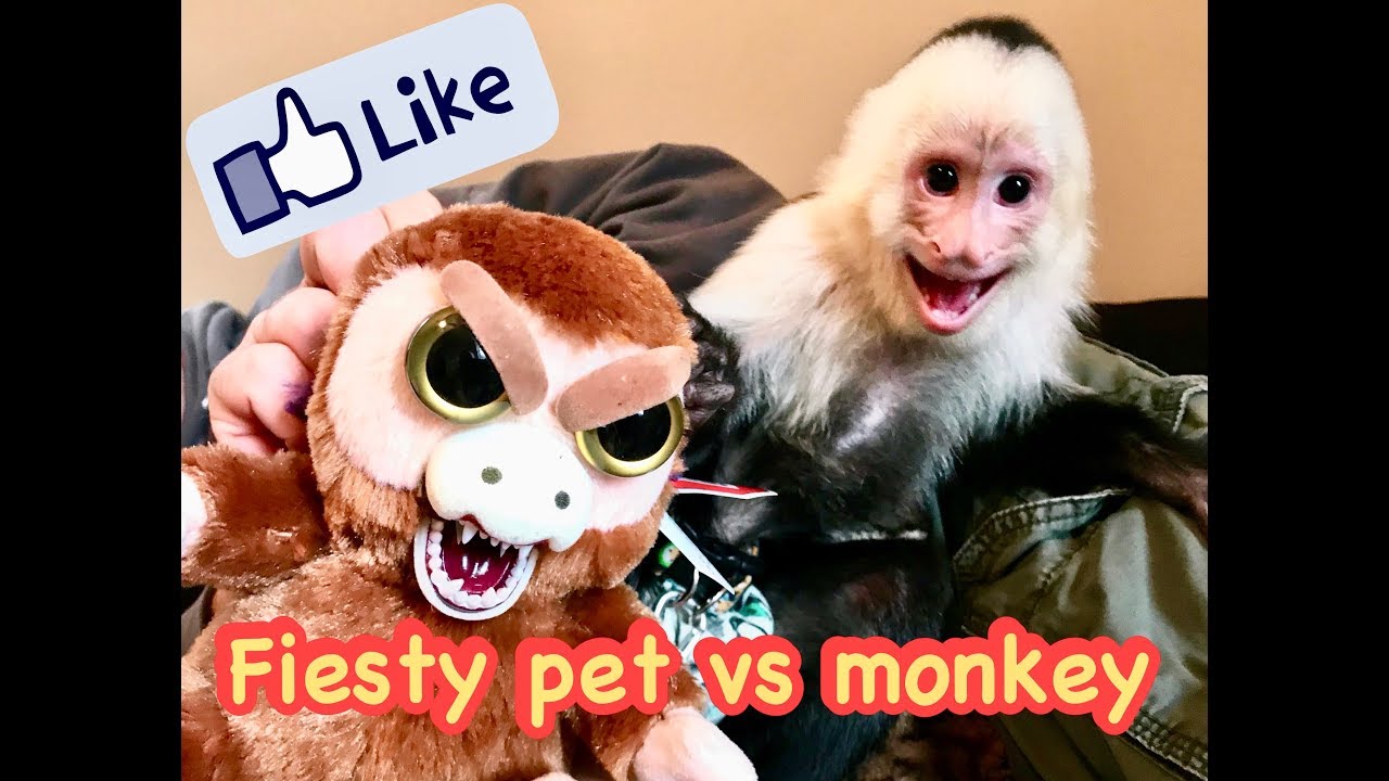 Fiesty Pet Monkey - YouTube