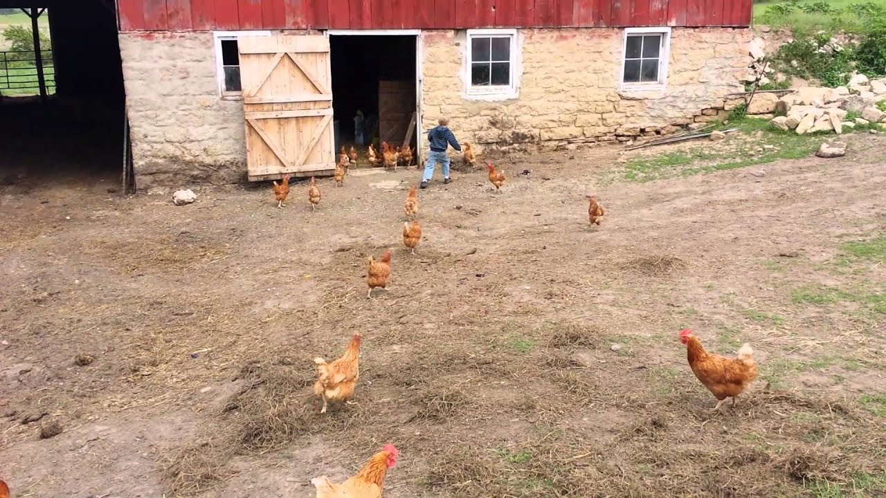 Exercising chickens - YouTube