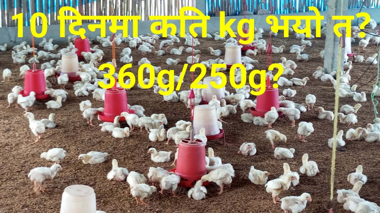 Average weight of chicken of in 10 days - YouTube