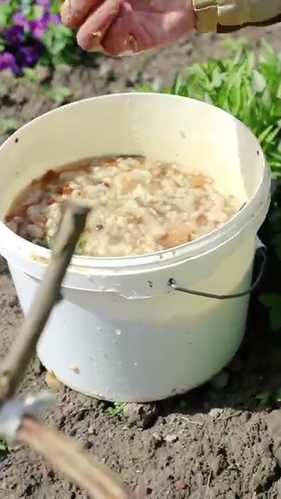 Удобрения из простого хлеба! Вы будете в шоке от результата. - YouTube