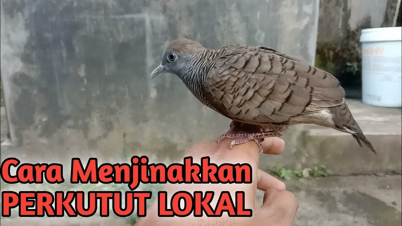 3 Cara atau Metode Menjinakkan PERKUTUT LOKAL - YouTube