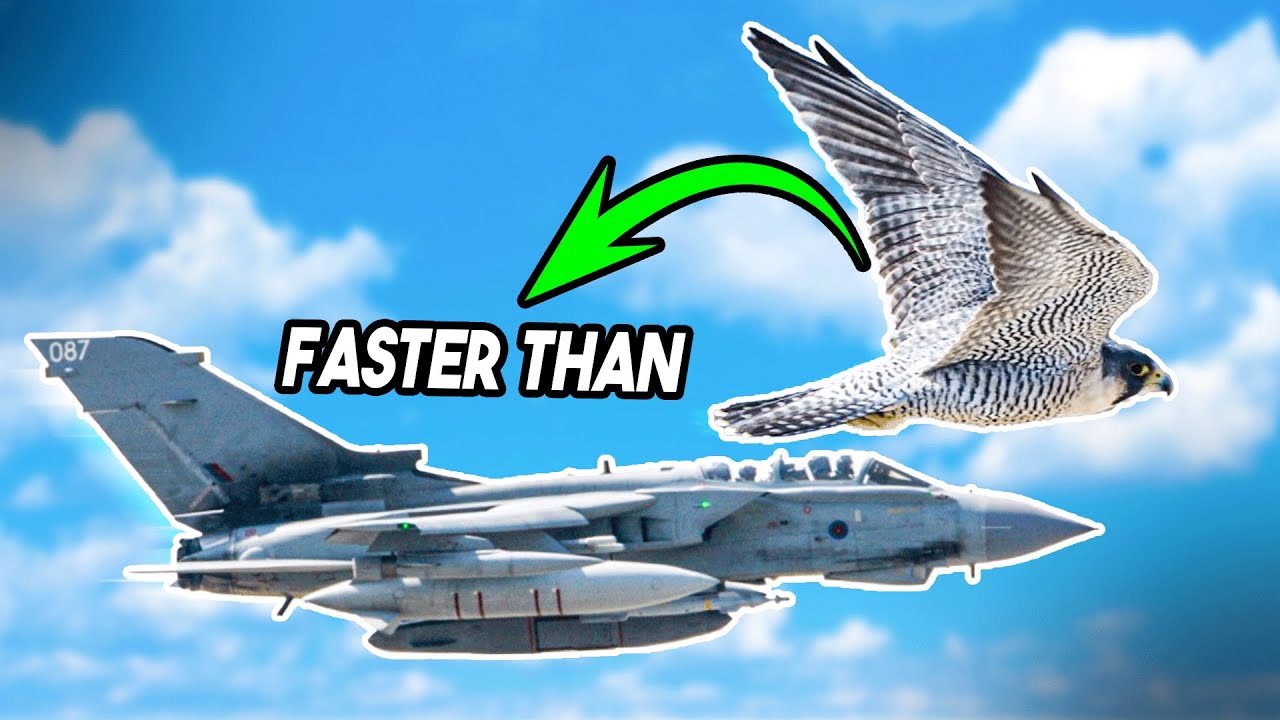 7 Fastest Flying Animals in the Sky - YouTube