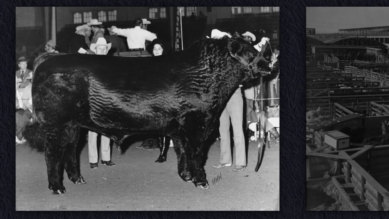 NWSS 2017: Angus History Slideshow - YouTube