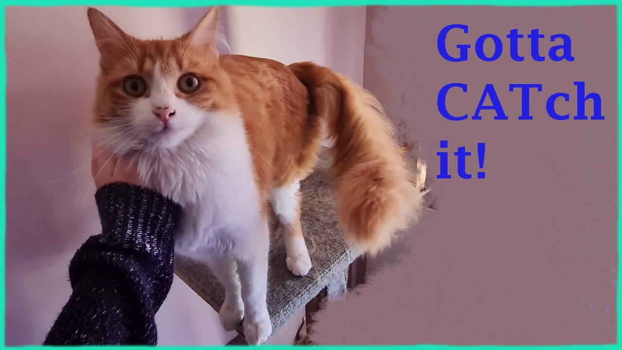 Mike (our cat) catching his tail and being silly - YouTube