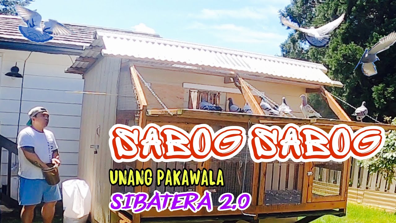 SIBATERA 2.0 SINABAY NA PAKAWALAN | SABOG SABOG ANG LIPAD - YouTube