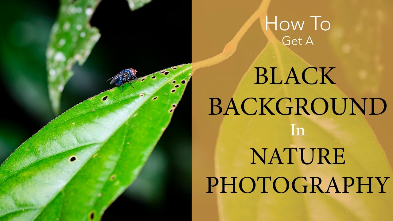 How To Get A Black Background In Nature Photography YouTube how-to-get-a-black-background-in-nature-photography-youtube