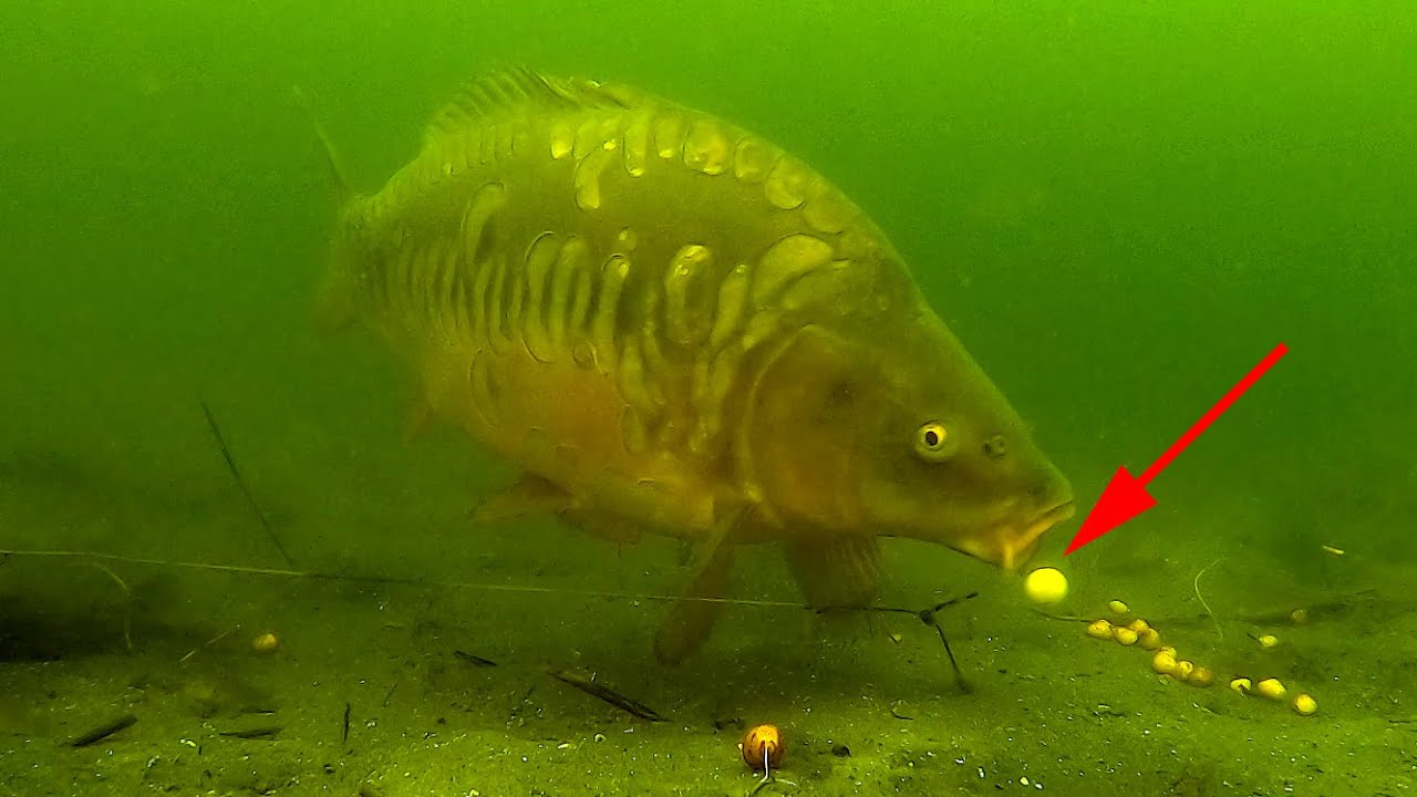 How to catch carp in front of an underwater camera 2020 (high quality ...