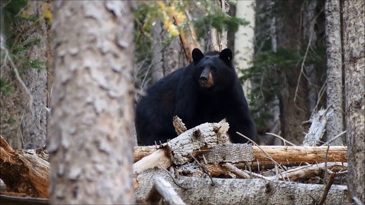 The Fallen Elm by John Clare - YouTube