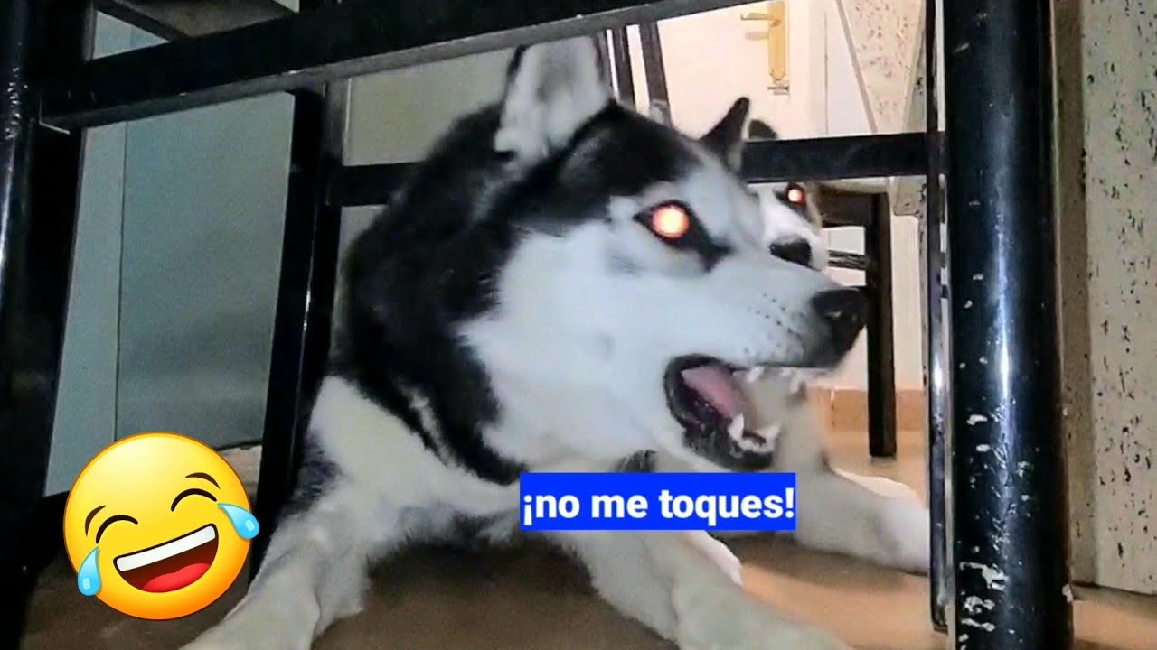 🐕 Vídeos de perros graciosos 🤣 hablando // Max & Bombón the huskies ...