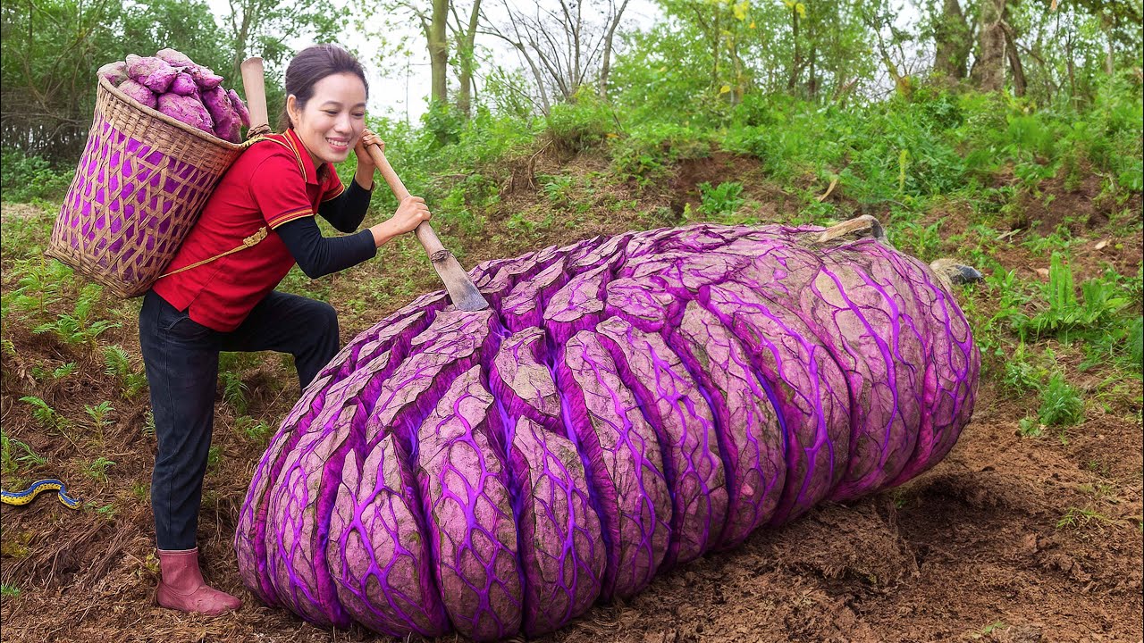 Women Unearthing Cracked Purple Yam! Unbelievable Size and Vivid Color ...