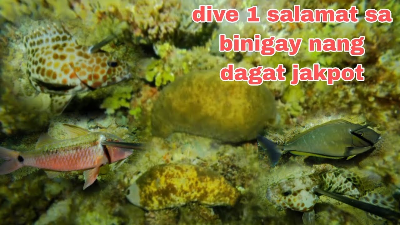 EP104 dive1 salamat sa binigay nang dagat jakpot night sperfishing ...