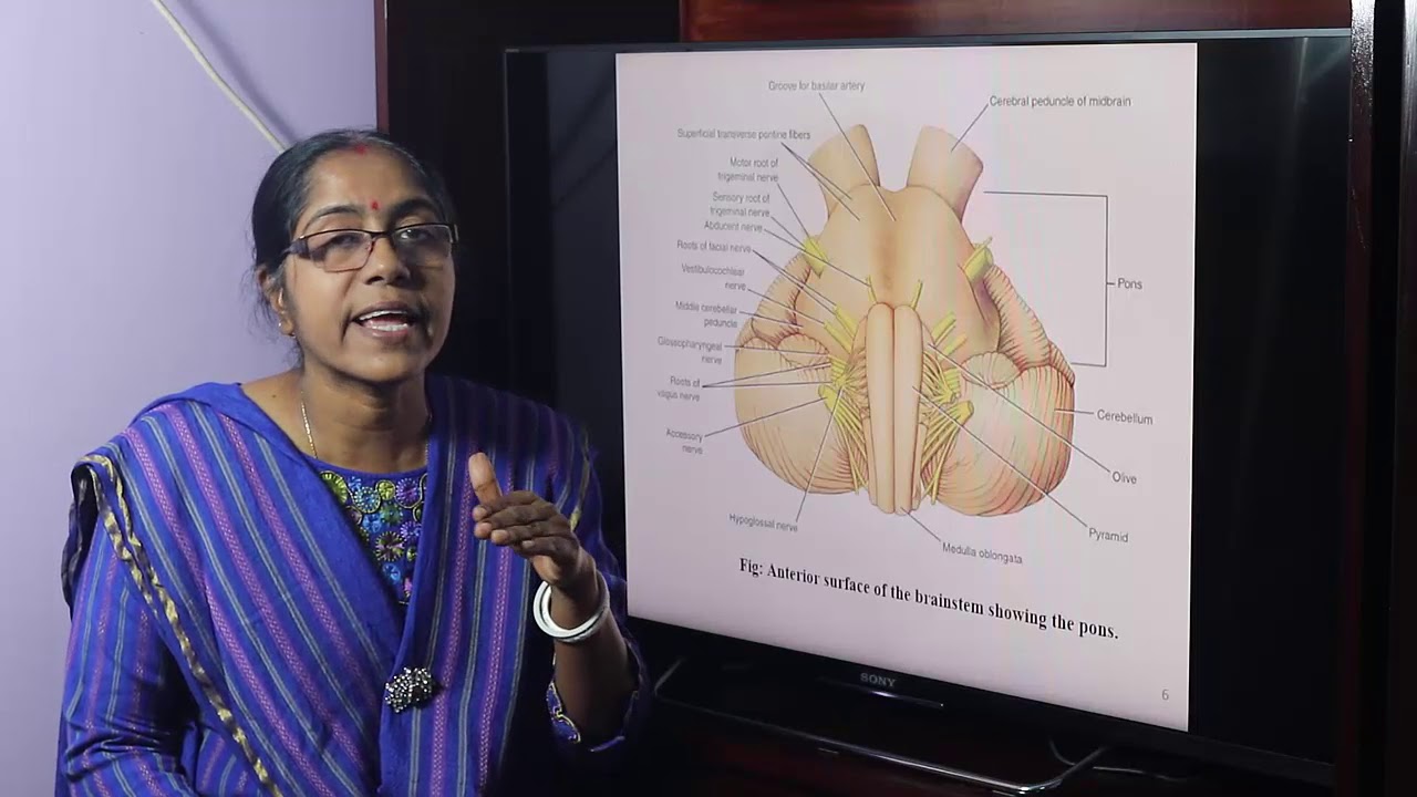 Lecture On Pons (Brainstem-Part II) - YouTube