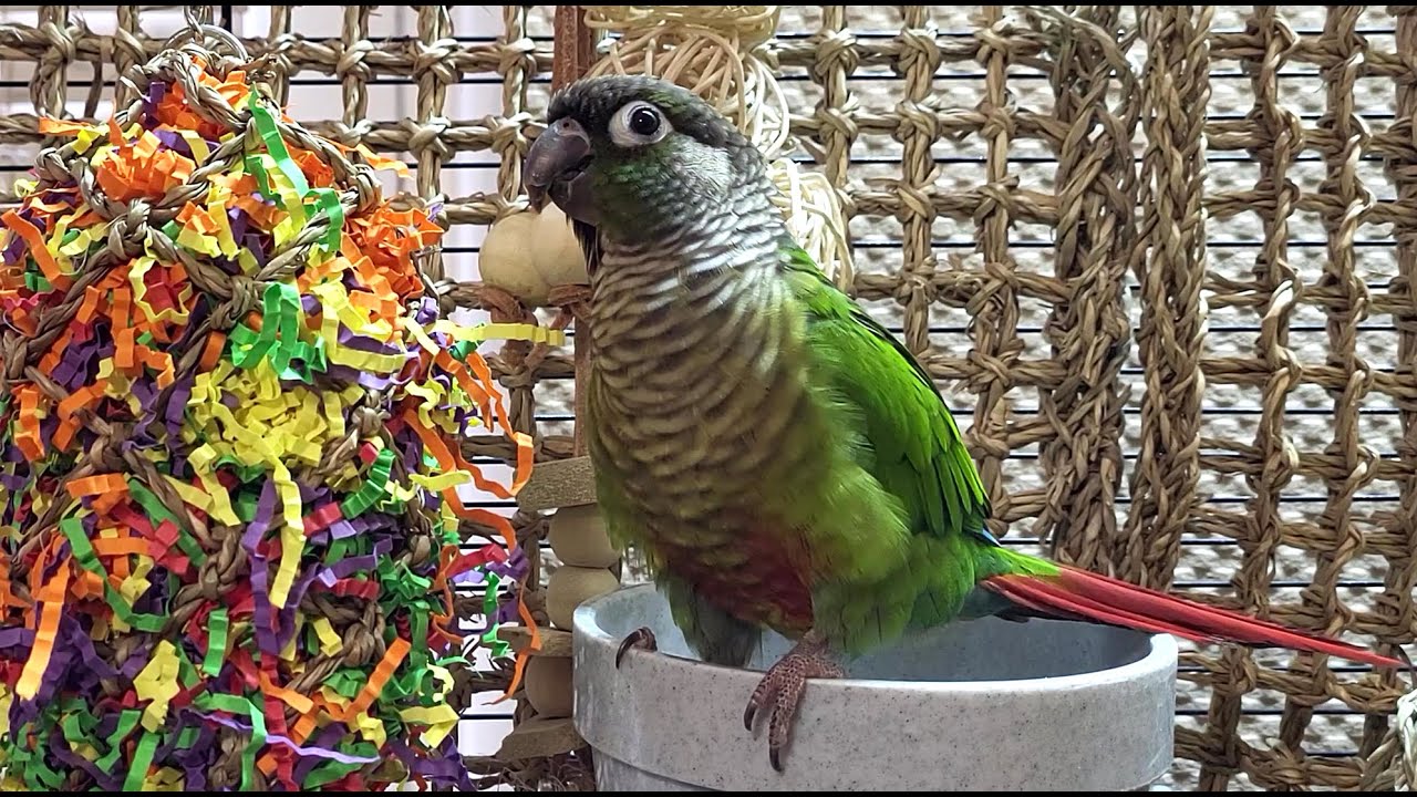 7 hours conure parakeet sounds for relaxation - YouTube
