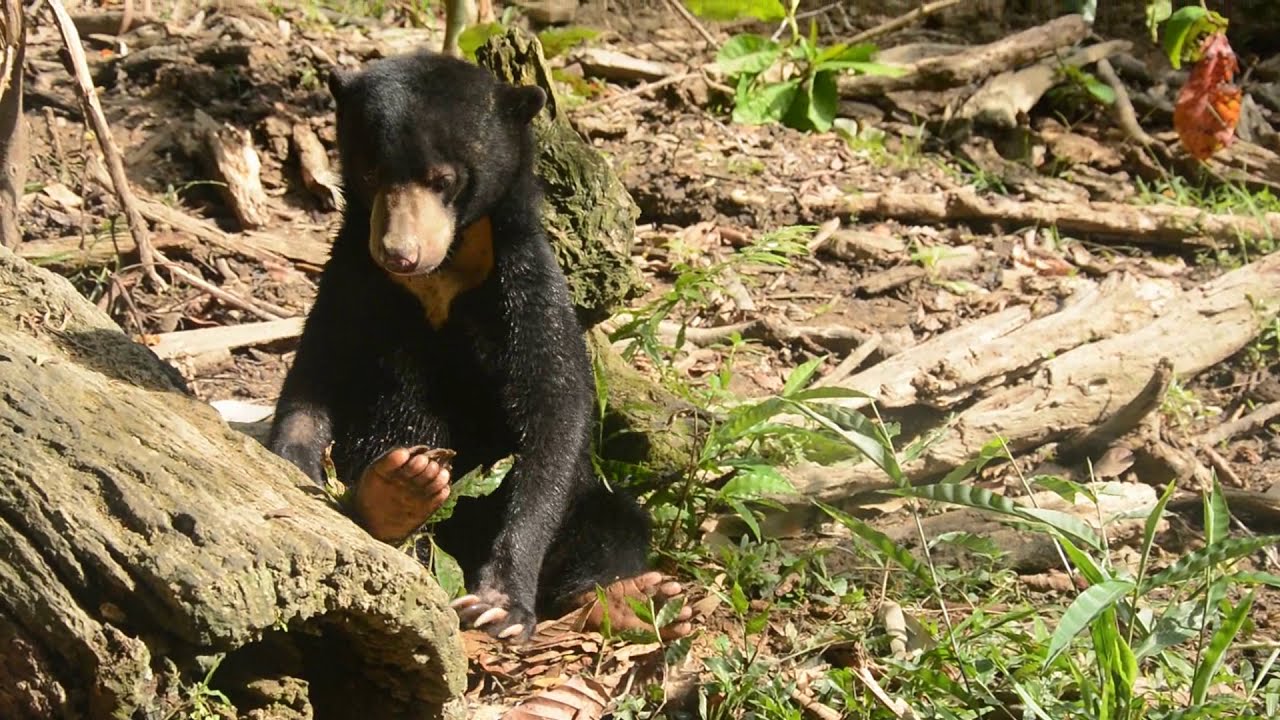 Sun Bear Diet | Logan The Rescued Sun Bear Eating A Rat Carcass | BSBCC ...