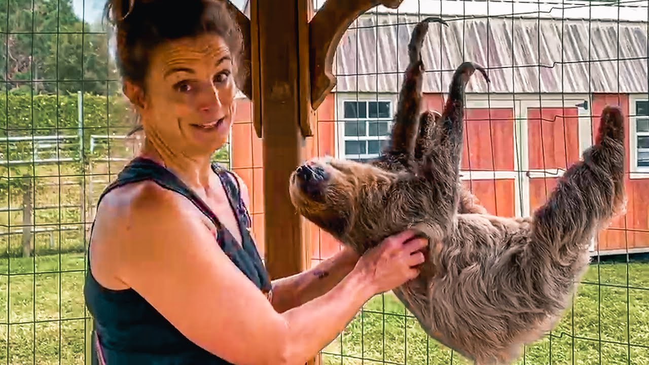 LORI MET MY SLOTH DROGO!!! I THINK SHE LOVES HIM NOW?? | BRIAN BARCZYK ...