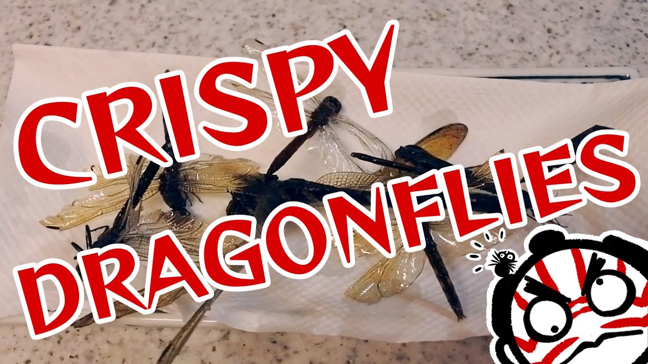 Eating BUGS: Fried Dragonflies - YouTube