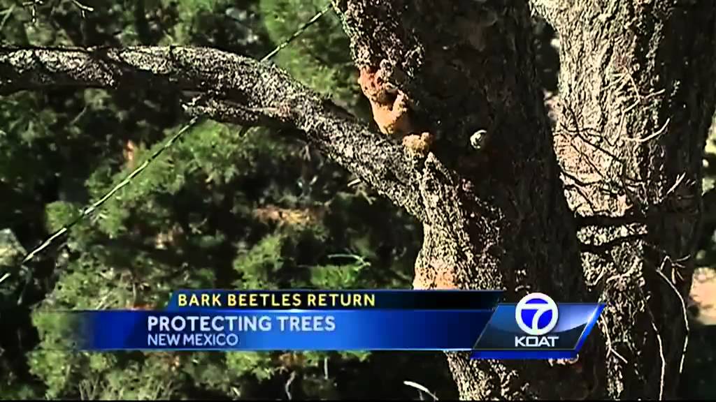 Pinon trees at risk as bark beetles return - YouTube