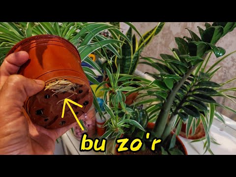 ХОНА ГУЛЛАРИНИ  БАРГИ САРГАЙИШИНИ, БАРГИ ТОКИЛИШИНИ, УСМАСЛИГИНИ, ИЛДИЗ ЧИРИШИНИ АСОСИЙ УЧТА САБАБИ.