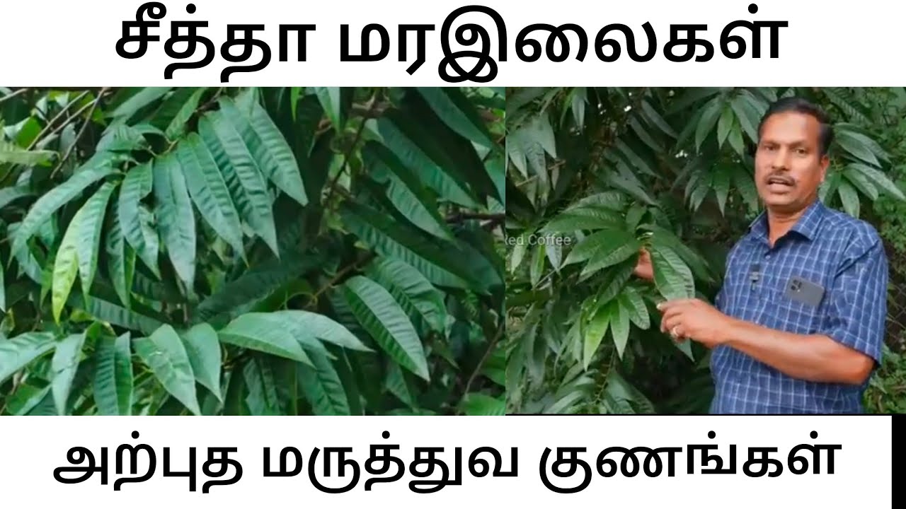 Medicinal properties of Seetha tree| siddha medicine| தினம் ஒரு மூலிகை ...
