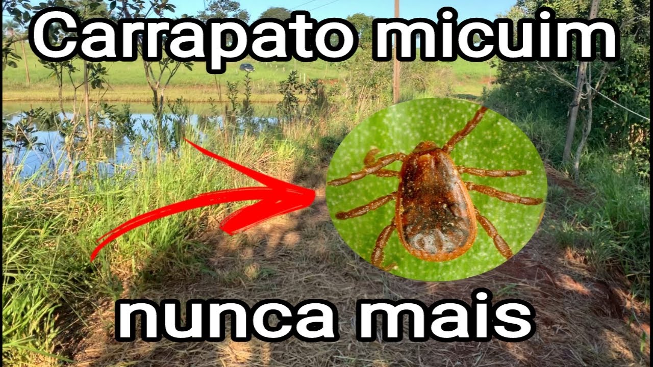 Como não pegar carrapato estrela (micuim) na pescaria. - YouTube