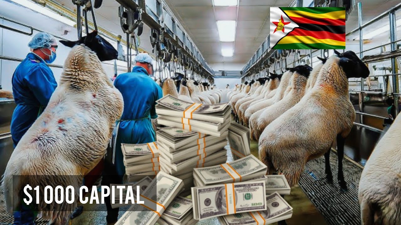 How Much Can You Make from Sheep Farming in Zimbabwe Starting with ...
