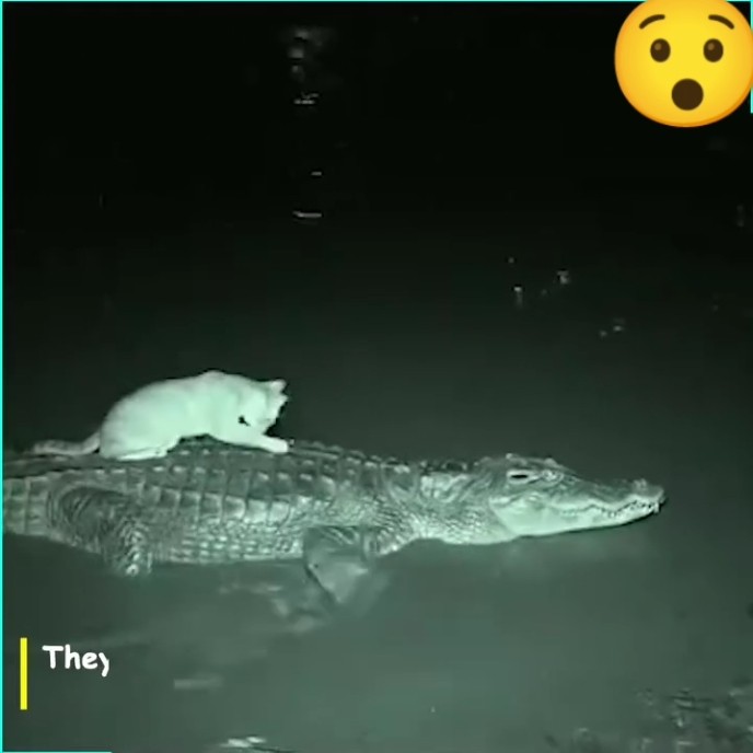 Uber pick me යන තවත් ඉඹුල් තඩියෙක් 🤣🤣 - YouTube