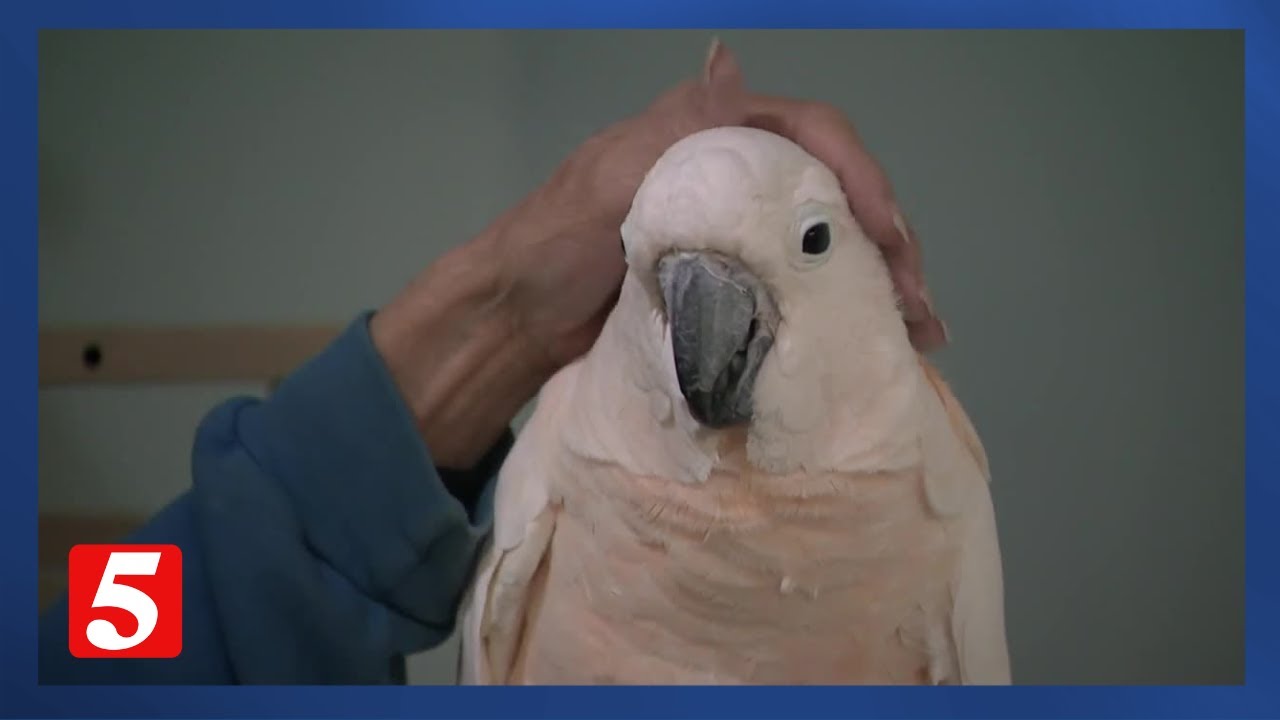 Dozens of rescued parrots find safe haven in Nashville after KY ...
